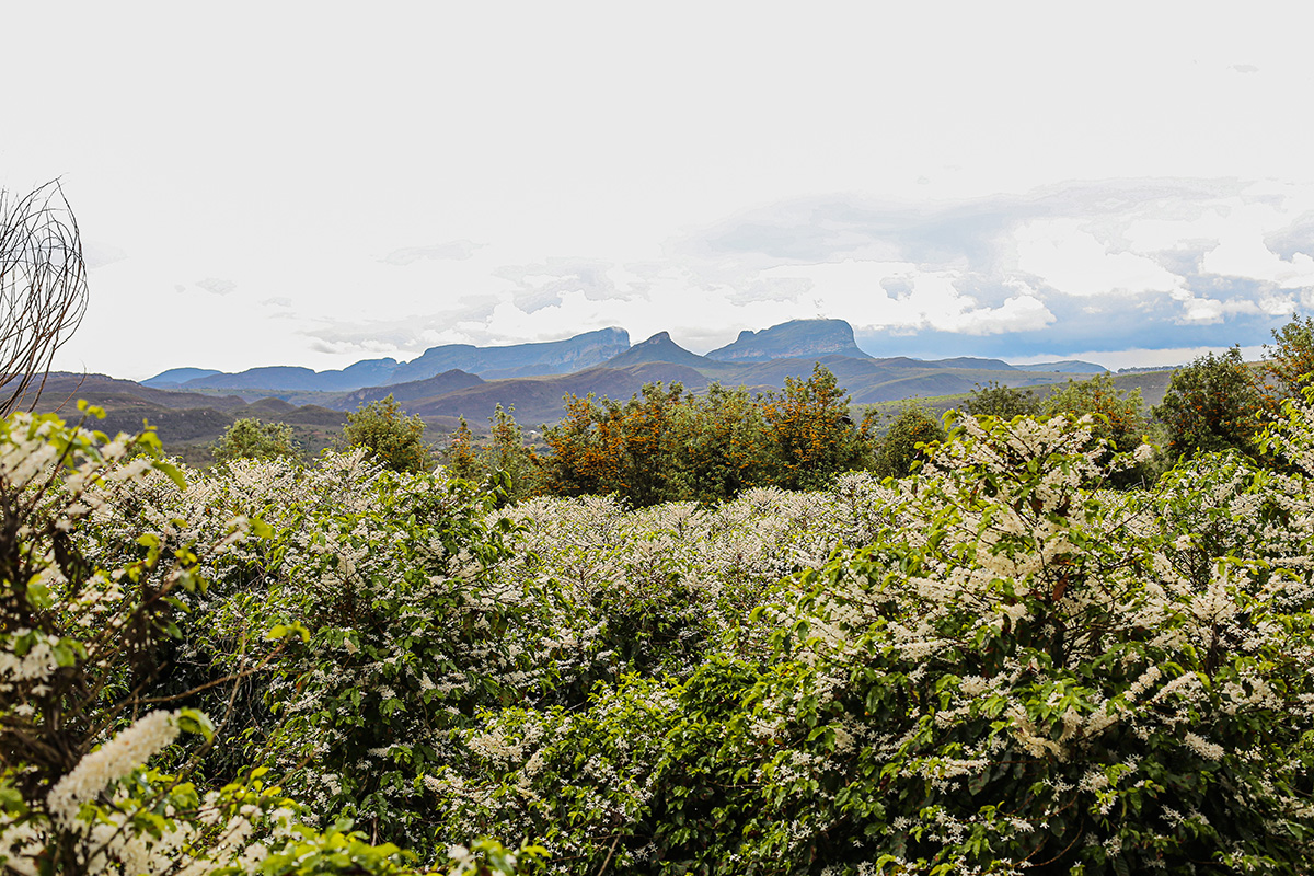 Brazil | Melbourne Coffee Merchants