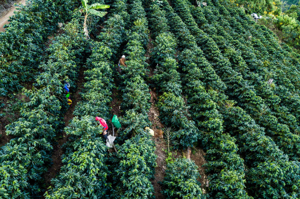 Meet Pedro Rodríguez | Melbourne Coffee Merchants