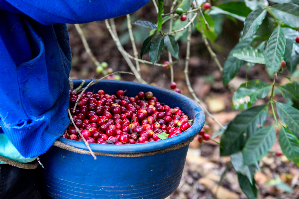 El Nazareth | Melbourne Coffee Merchants
