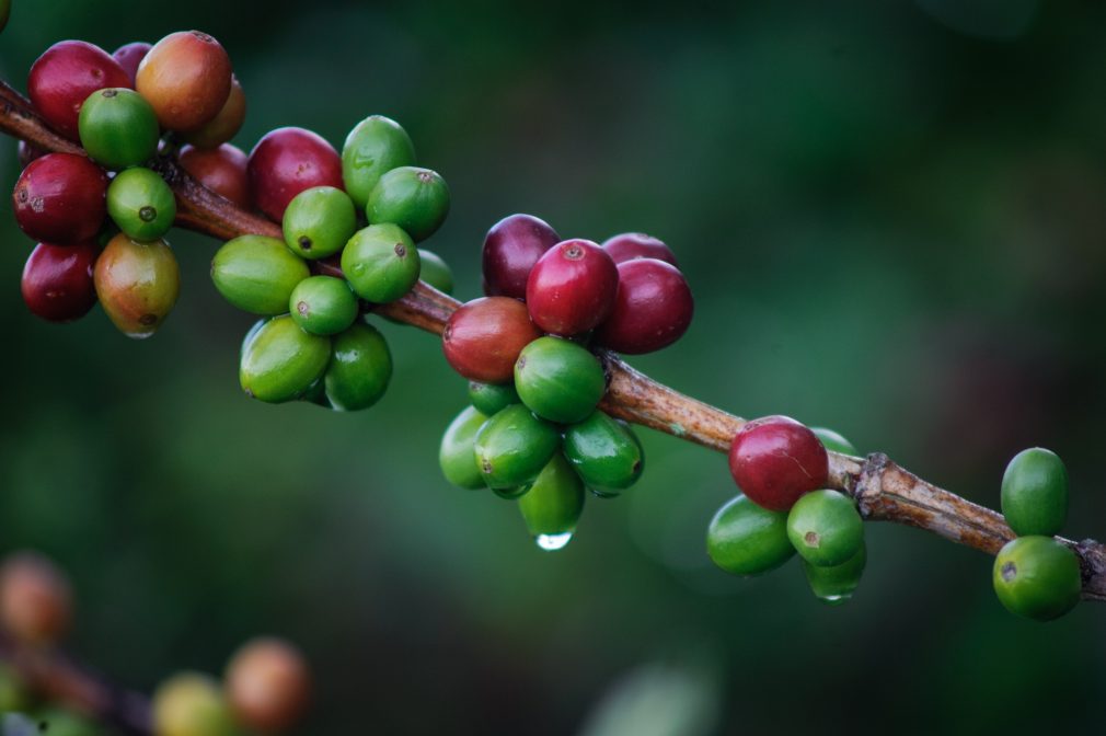 Maria Nelly Chavez | Melbourne Coffee Merchants