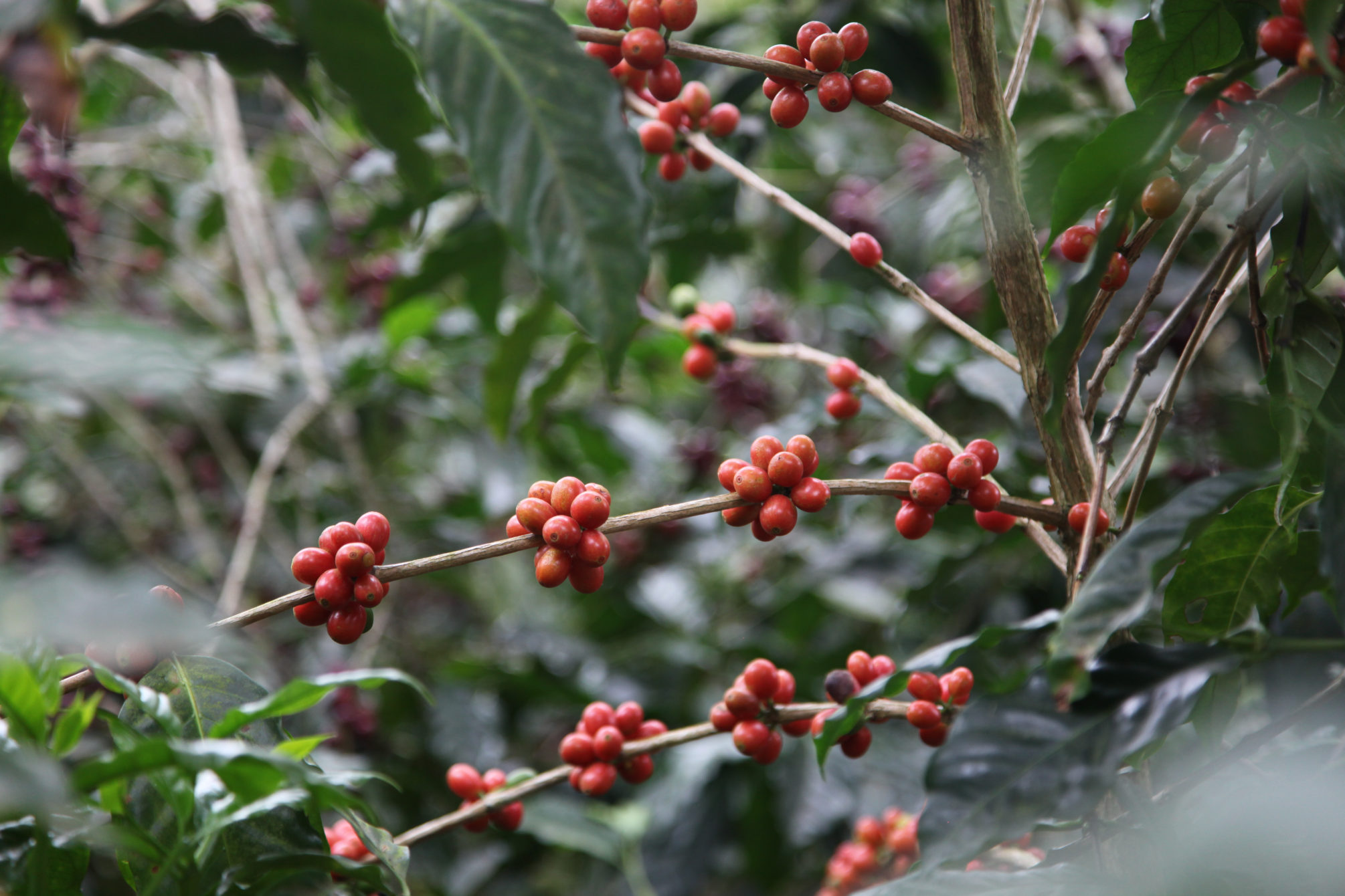 El Retiro - PACAS | Melbourne Coffee Merchants