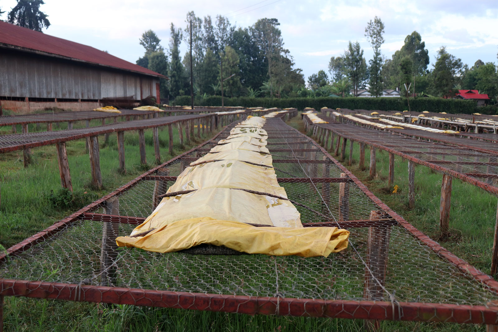 Drying-tables | Melbourne Coffee Merchants