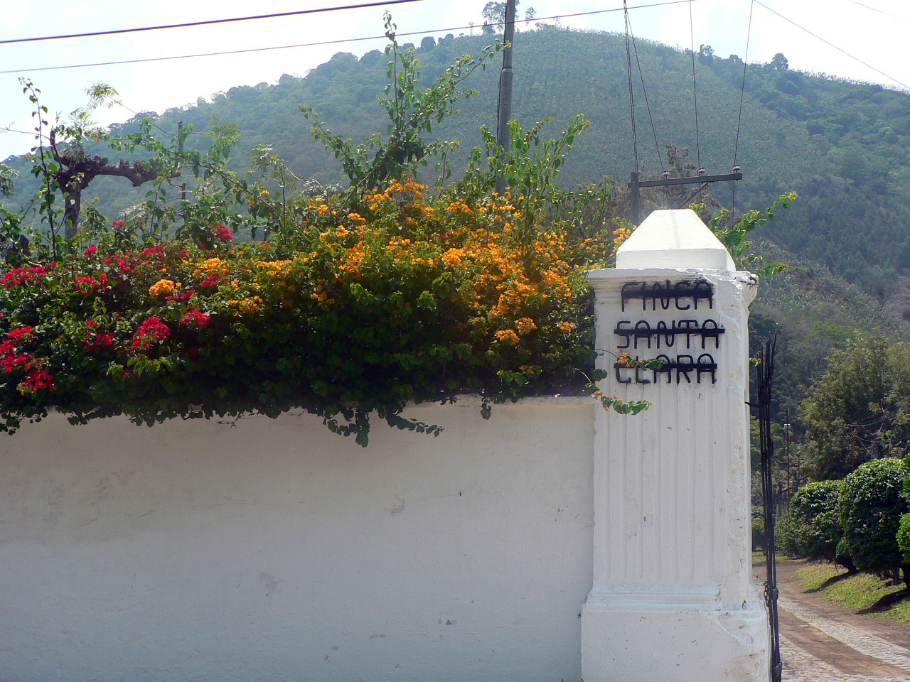 Santa Clara (Erecta) | Melbourne Coffee Merchants