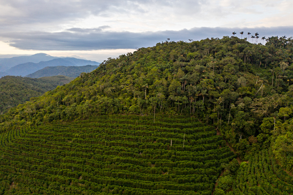 La Llama Washed Anaerobic | Melbourne Coffee Merchants