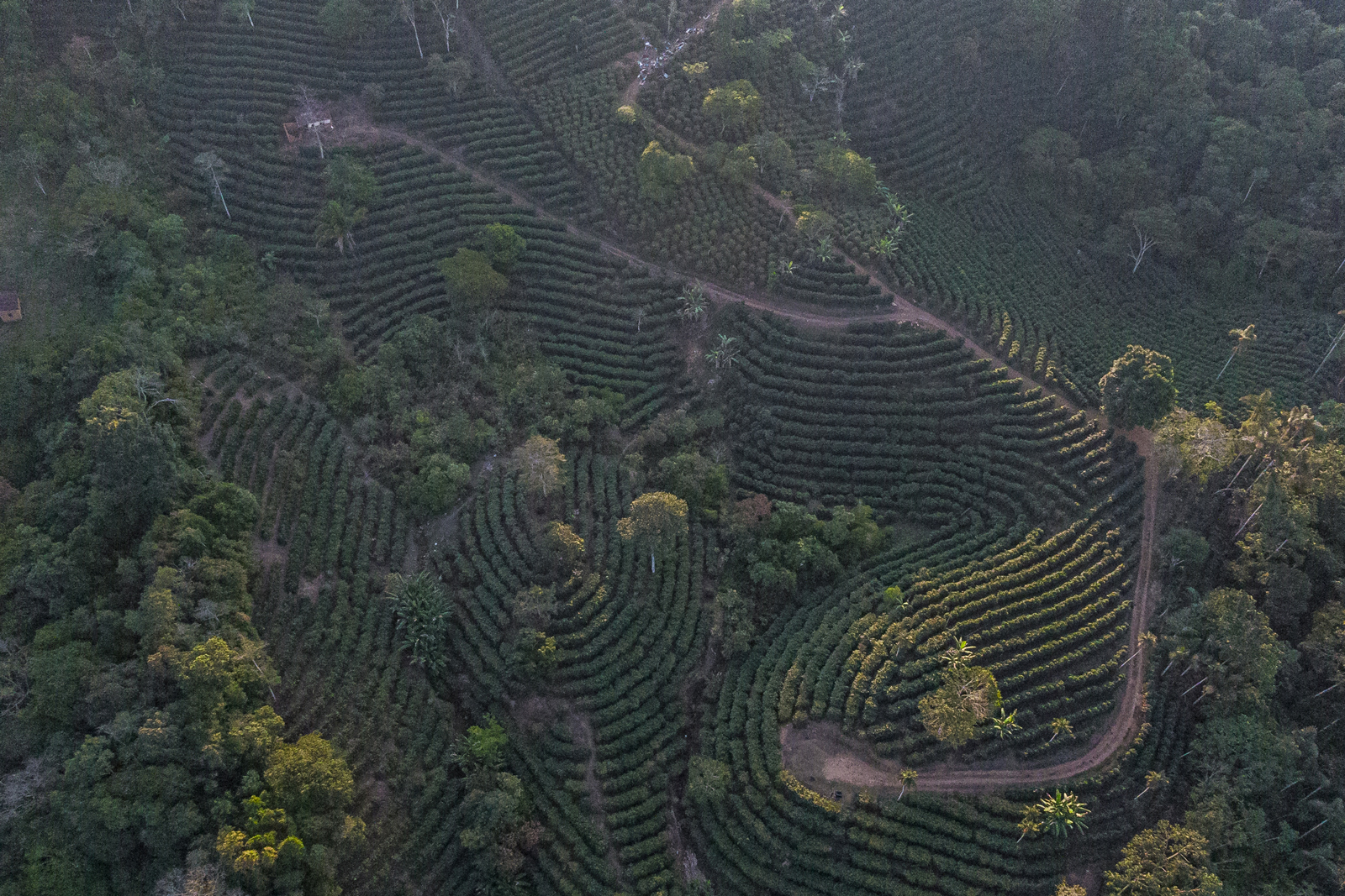 Meet Pedro Rodríguez | Melbourne Coffee Merchants