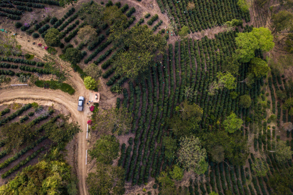 Meet Pedro Rodríguez | Melbourne Coffee Merchants
