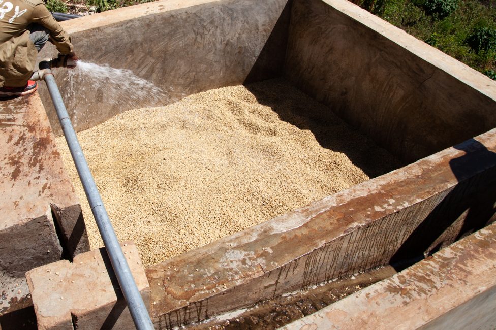 Faysel Abdosh Washed Premium | Melbourne Coffee Merchants