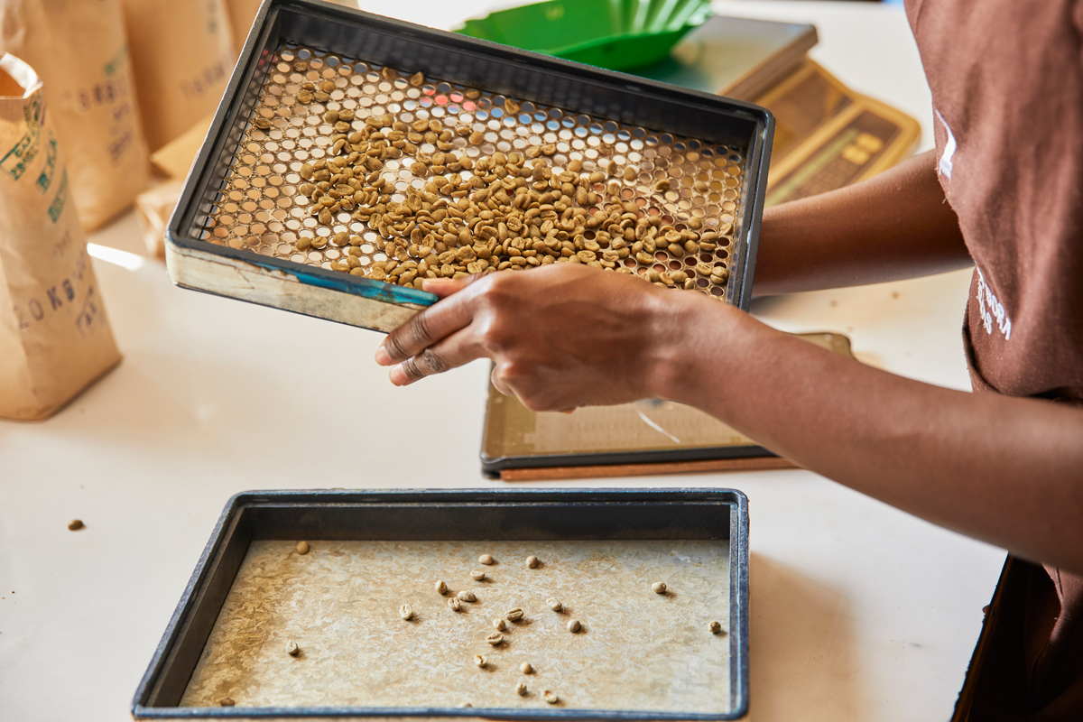 Kiamabara AA | Melbourne Coffee Merchants