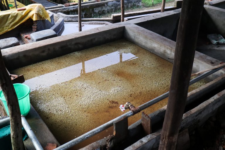 Gera Washed | Melbourne Coffee Merchants