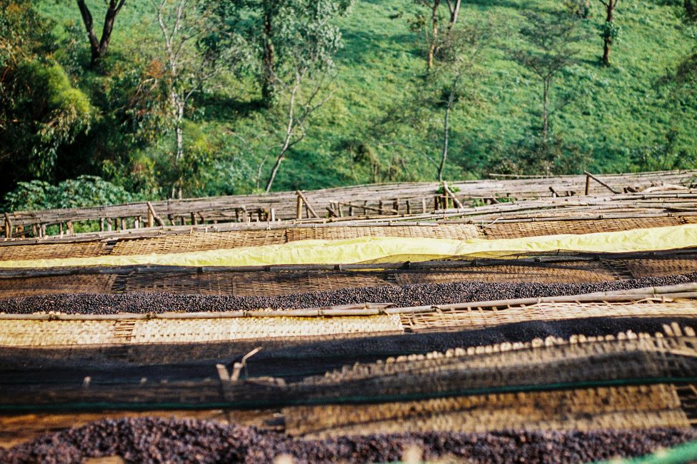 Uraga Natural Anaerobic | Melbourne Coffee Merchants