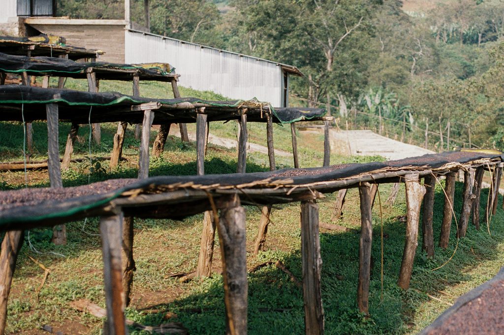 Worka Chelchele Natural | Melbourne Coffee Merchants