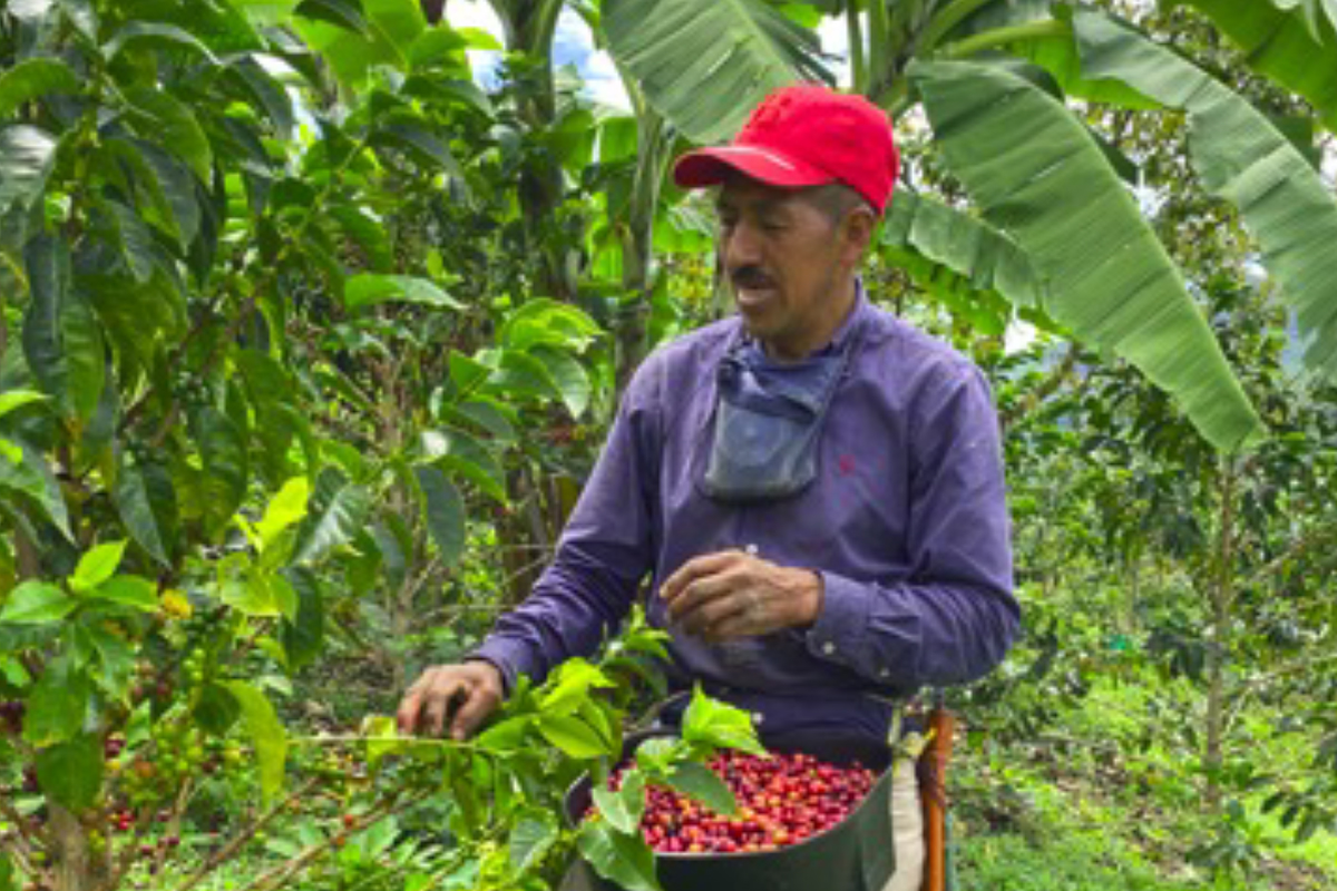 Buena Vista | Melbourne Coffee Merchants