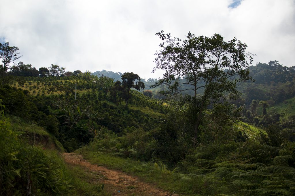 Canta Ranas | Melbourne Coffee Merchants