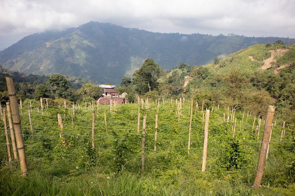Canta Ranas | Melbourne Coffee Merchants