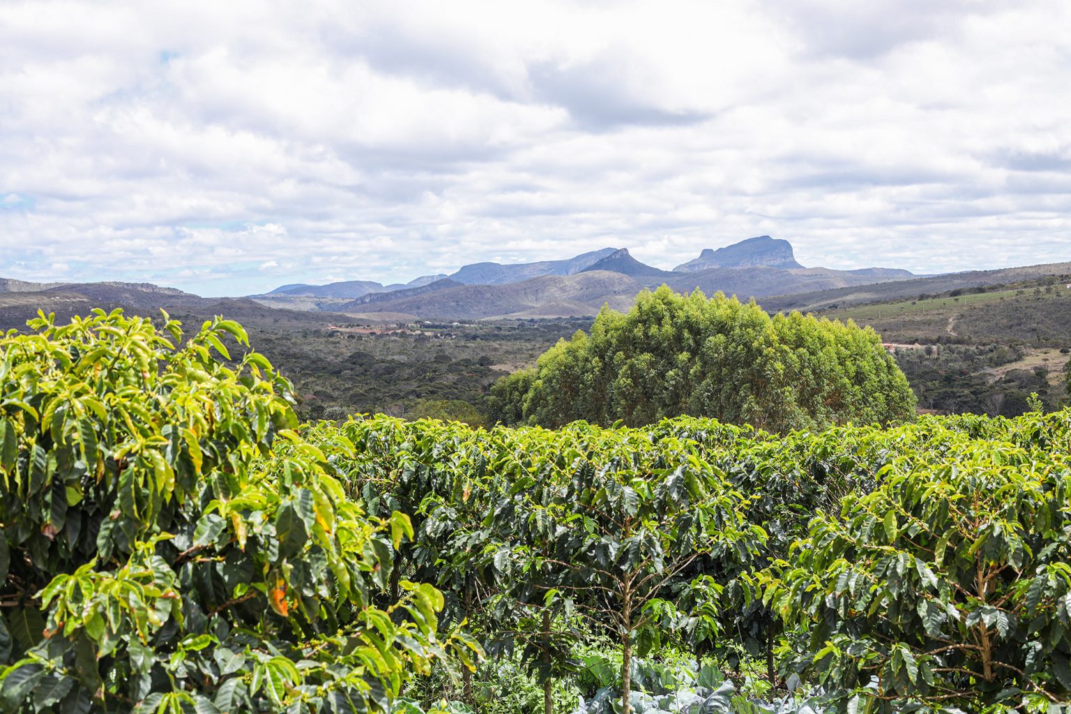 Time to Plan for Piatã! | Melbourne Coffee Merchants