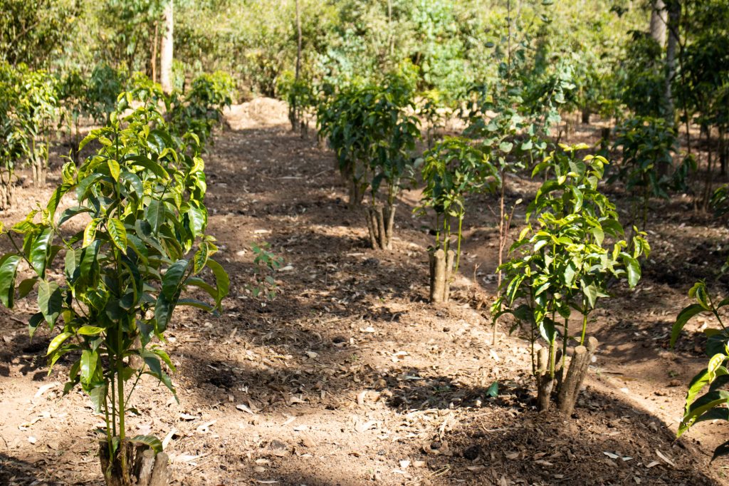 Wako Aba Natural | Melbourne Coffee Merchants