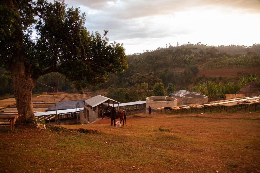 Yaye Natural Anaerobic | Melbourne Coffee Merchants