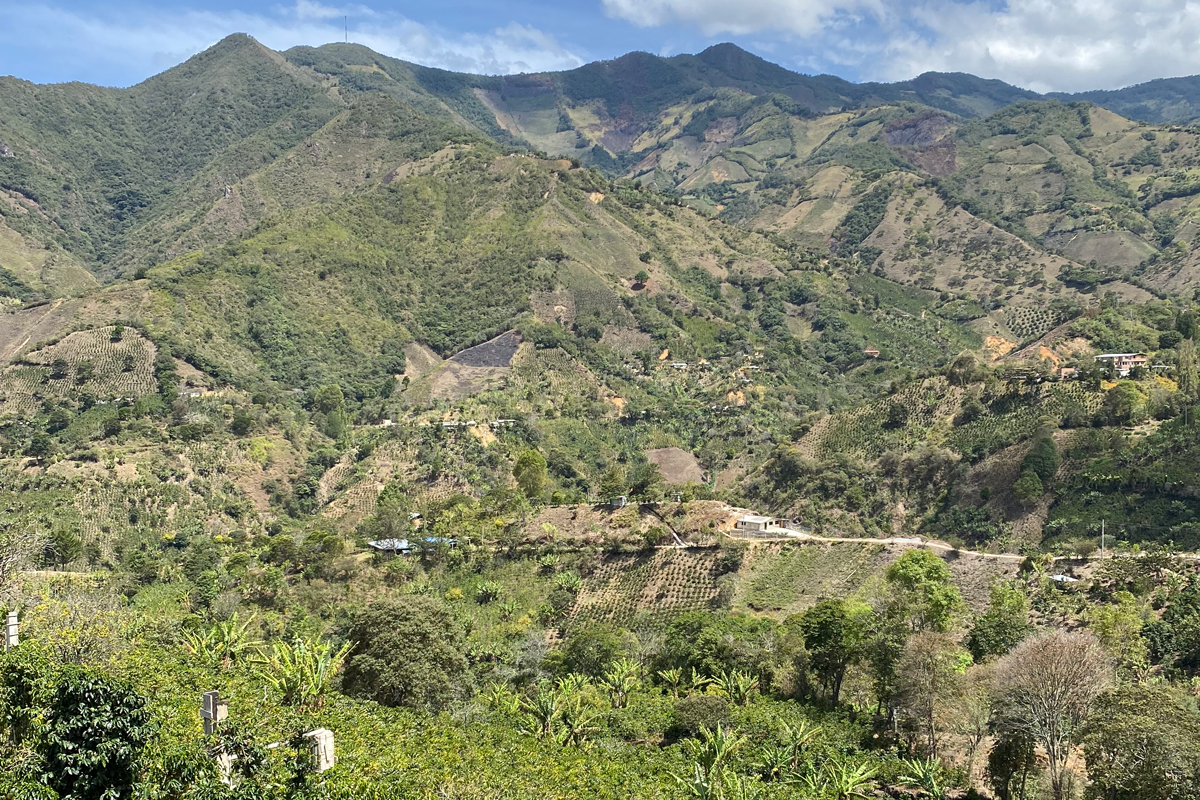 La Pradera Honey | Melbourne Coffee Merchants