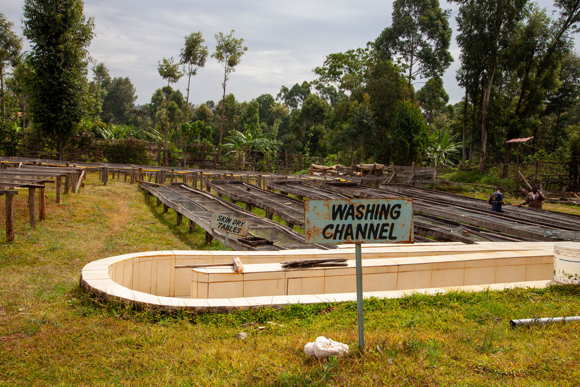 Rurima Estate AA | Melbourne Coffee Merchants