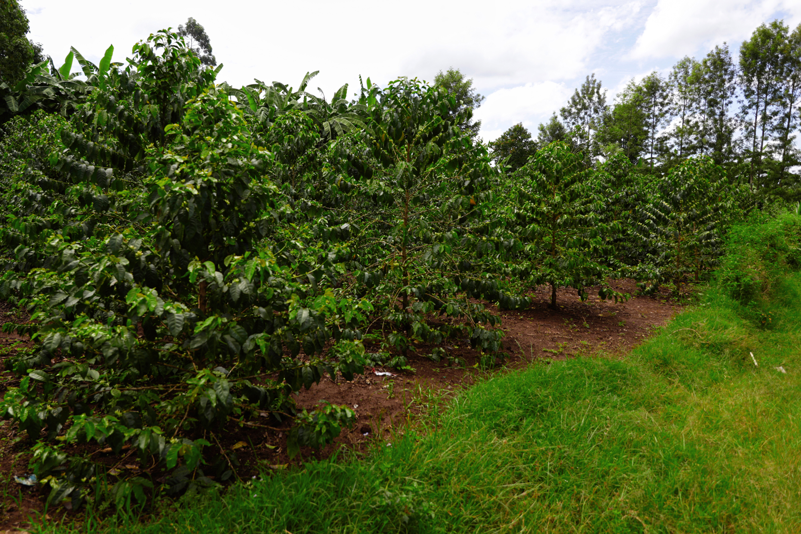 Samuga Estate AB | Melbourne Coffee Merchants