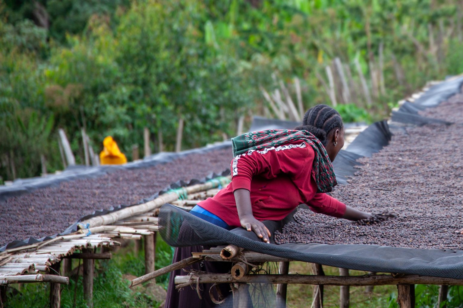 Melbourne Coffee Merchants – Importers of Fine Specialty Green Coffee ...