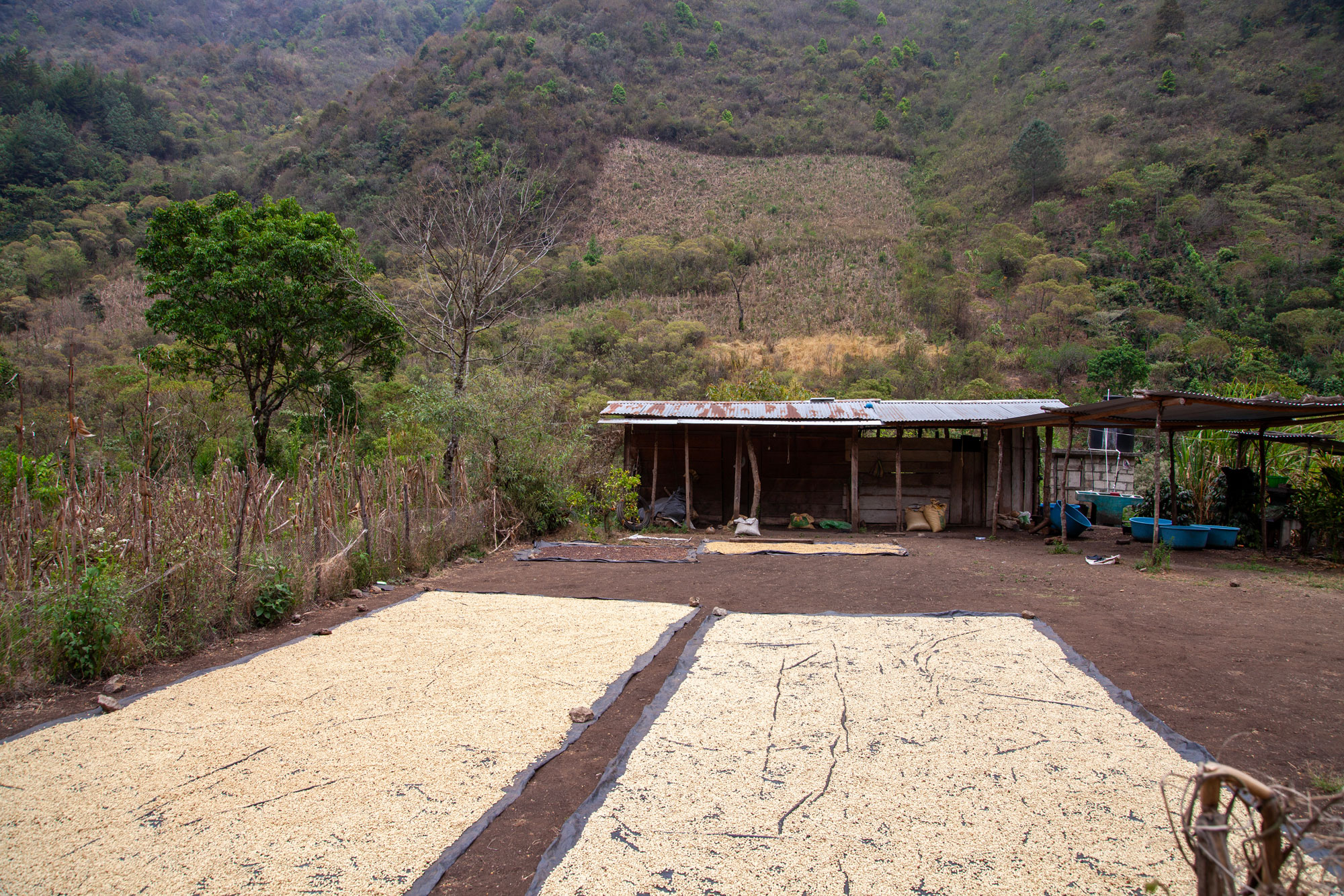El-Sendero-Patio-Drying | Melbourne Coffee Merchants