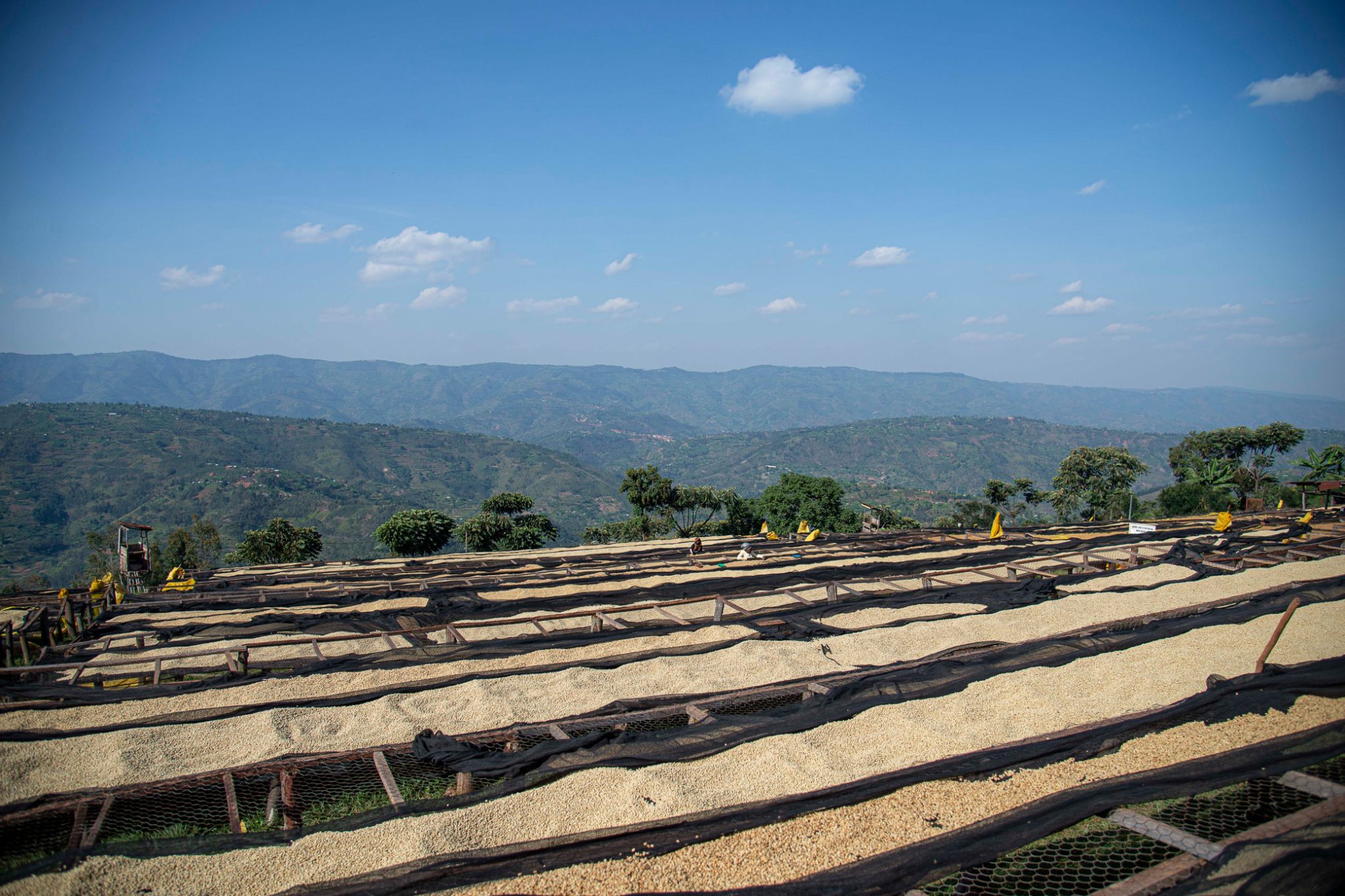 Harvest Update: Rwanda | Melbourne Coffee Merchants